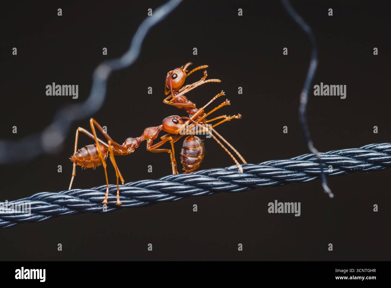 Ant teamwork behavior hi-res stock photography and images - Alamy