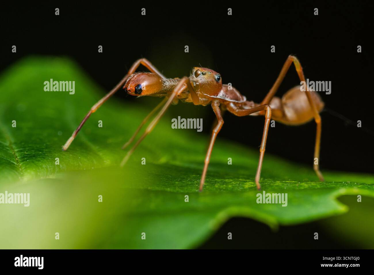 Ant-mimicking spider myrmarachne plataleoides, known as the kerengga ...