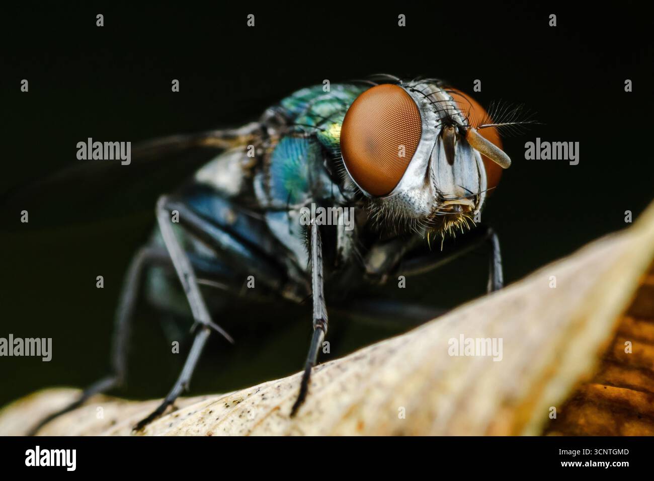Extreme close-up of a colorful blow fly with large orange compound eyes ...