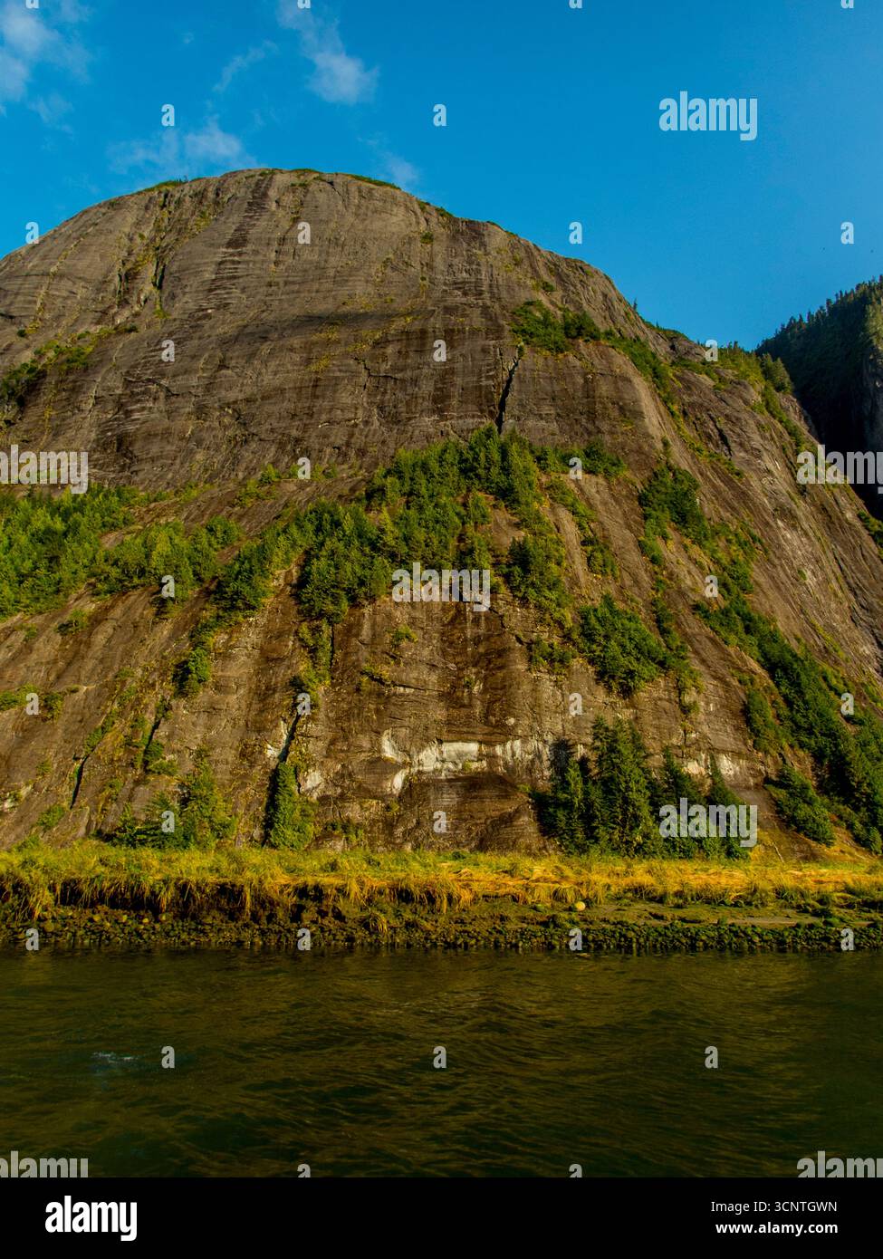 View of the vegetation growing on the steep fjord walls of Mussel Bay ...