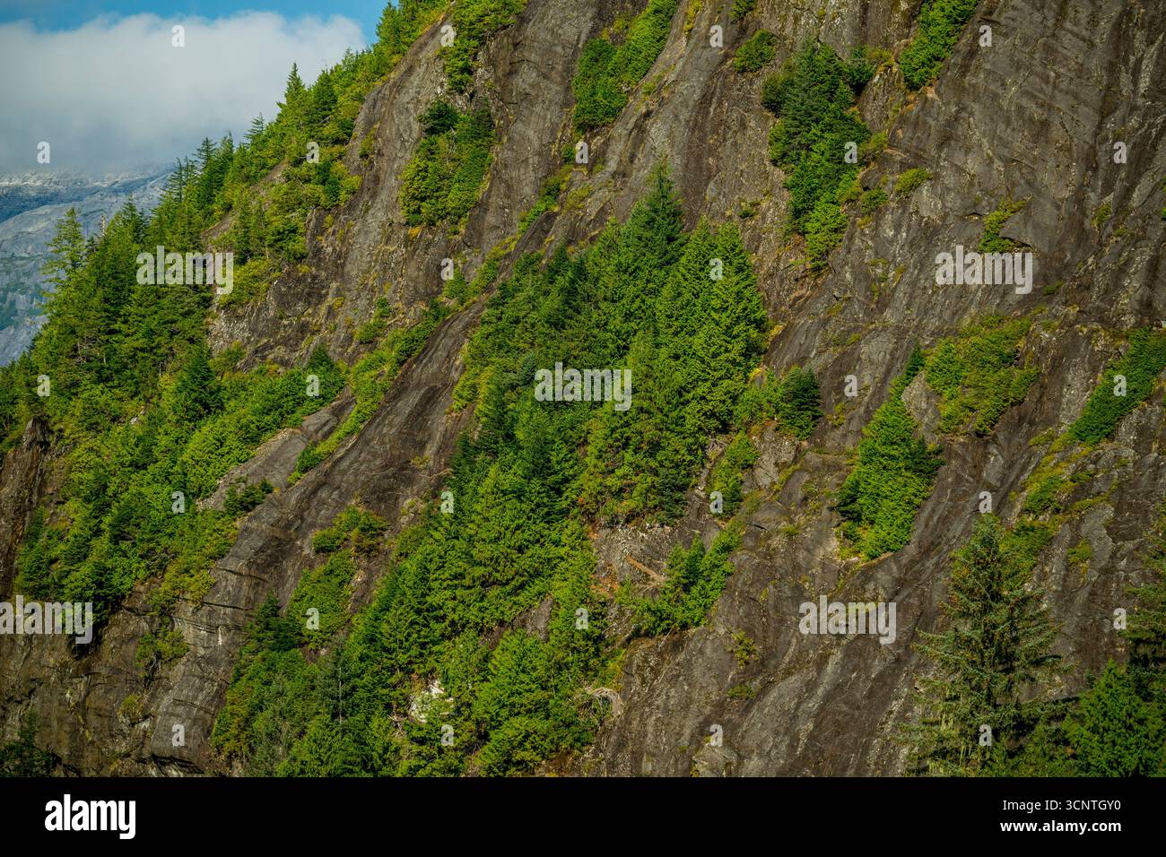 View of the vegetation growing on the steep fjord walls of Mussel Bay ...