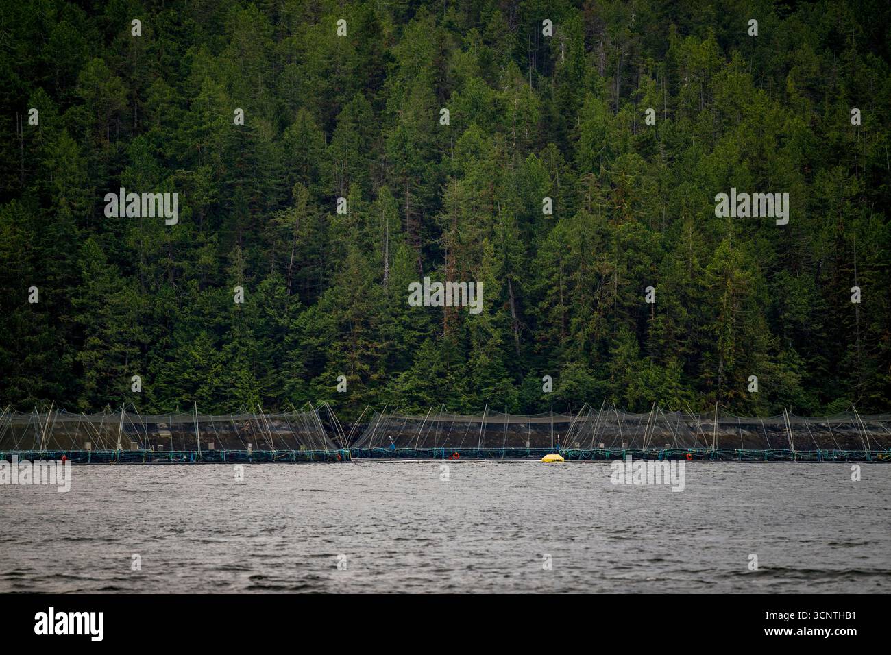 Salmon farms raising Atlantic salmon near the Fjordland Conservancy in ...