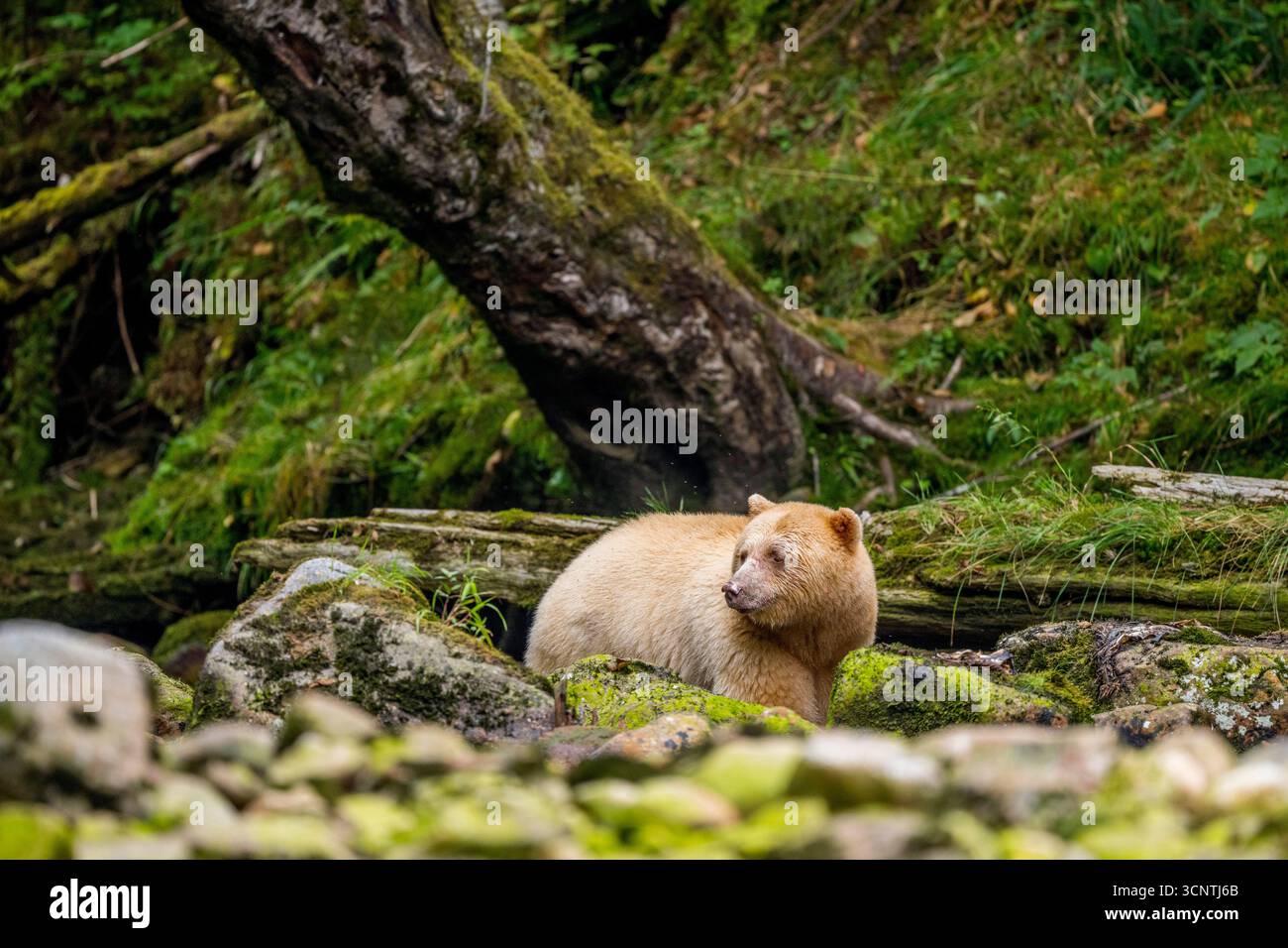 A Spirit Bear (Kermode bear Ursus americanus kermodei) walking in a ...