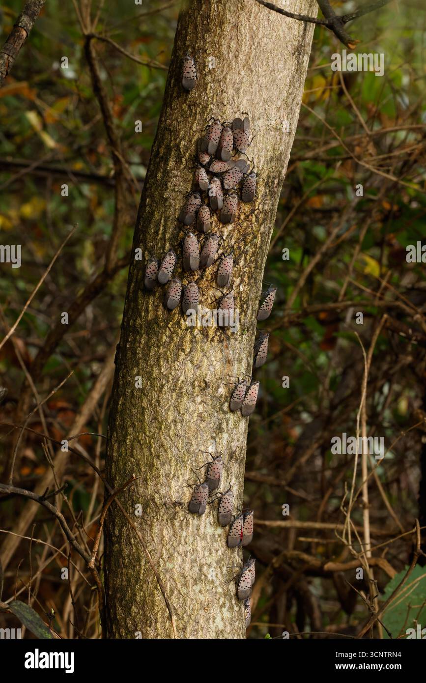 Tree sap feeder hi-res stock photography and images - Alamy