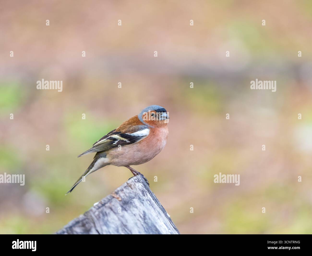 Common chaffinch sits on a tree. Beautiful songbird Common chaffinch in ...