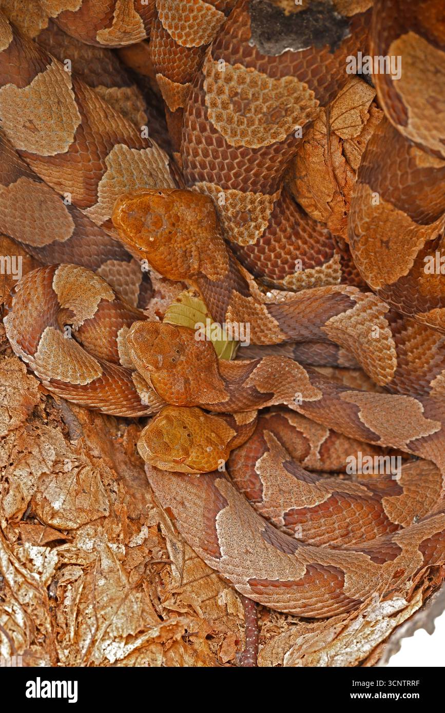 Copperheads Agkistrodon Contortrix Group Of Pregnant Females At