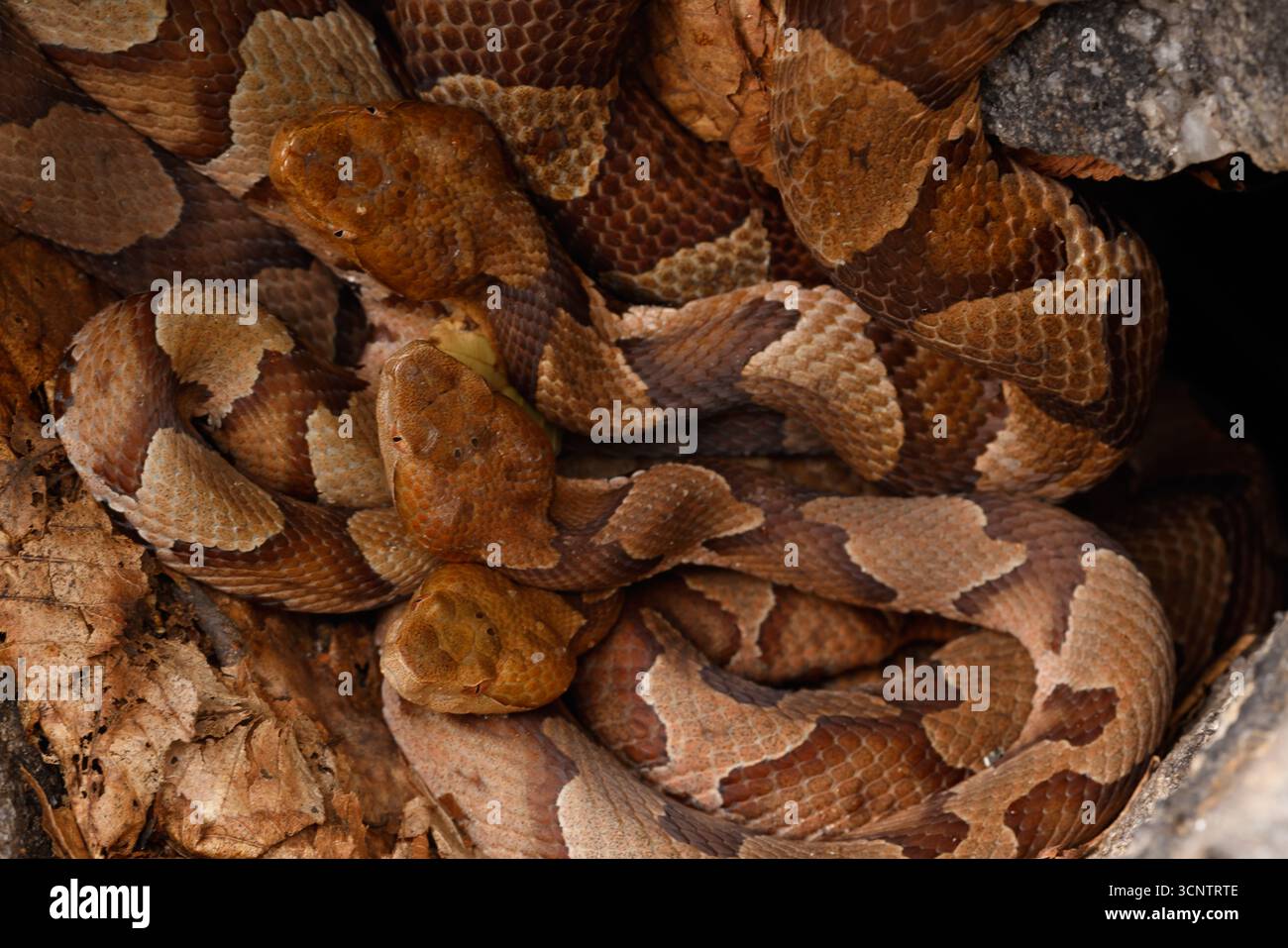 copperheads (Agkistrodon contortrix), group of pregnant females at ...