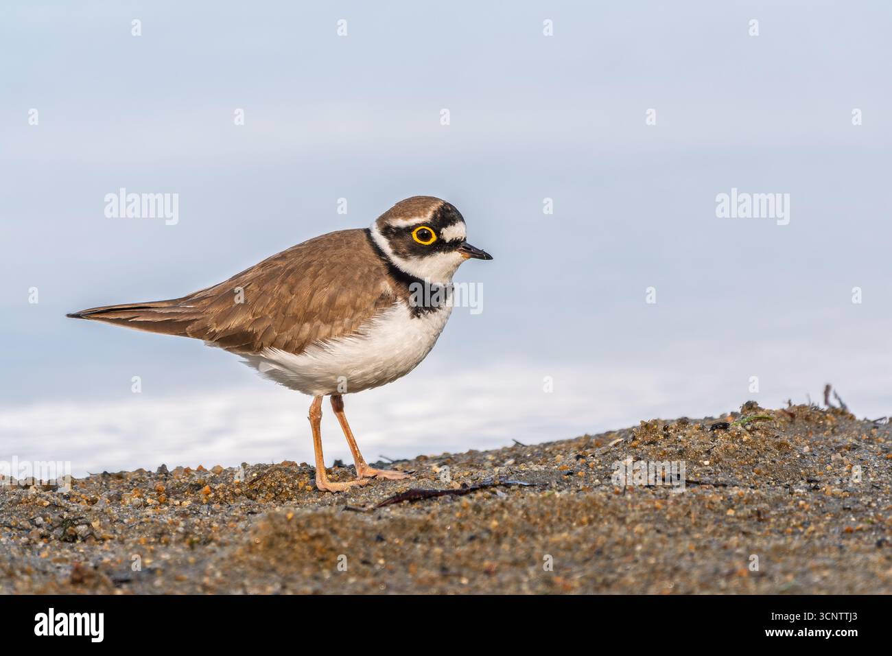 Little ringed plover in natural habitat. Portrait of Little ringed ...