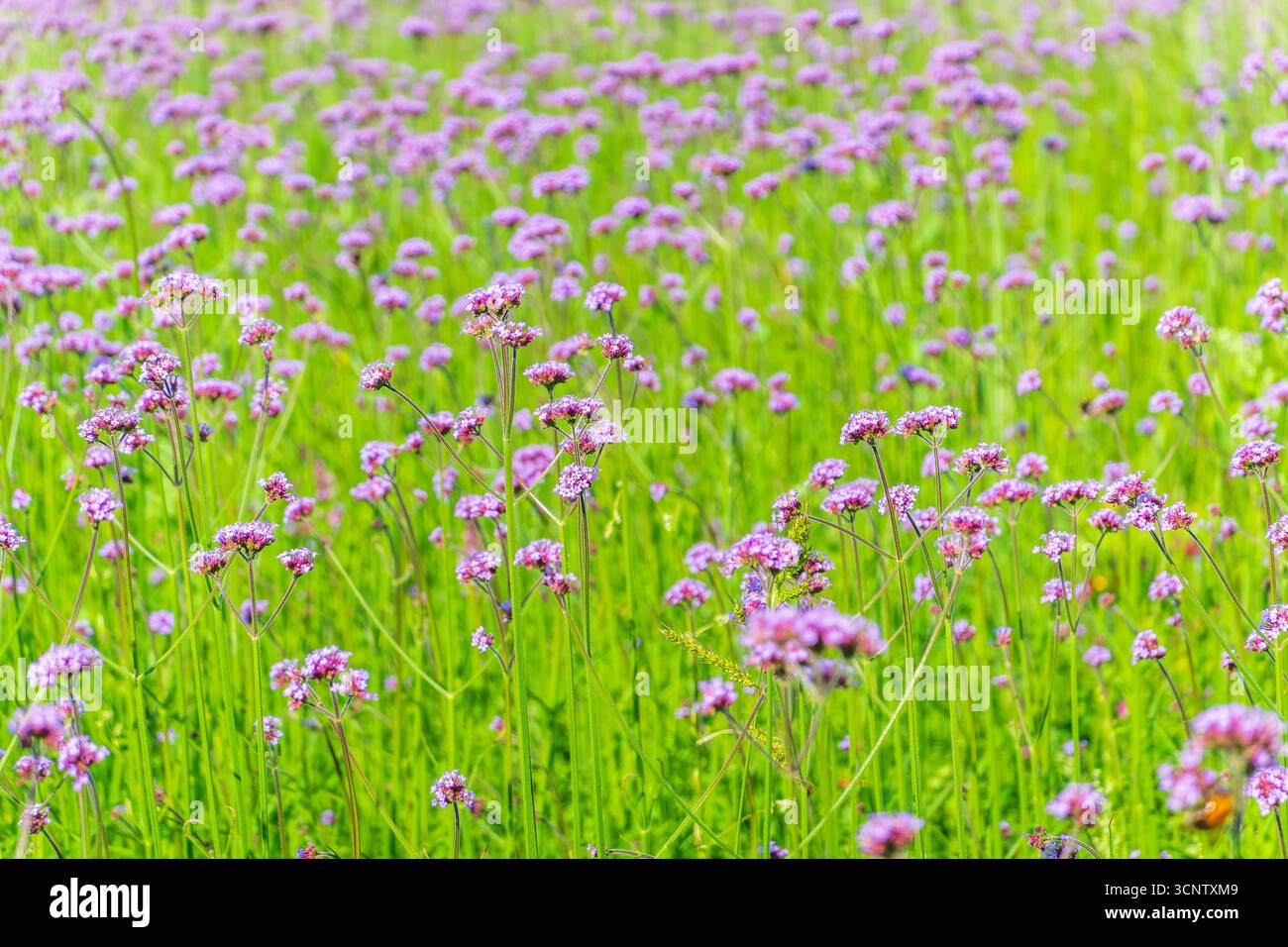 Verbena bonariensis flowers, Argentinian Vervain or Purpletop Vervain ...