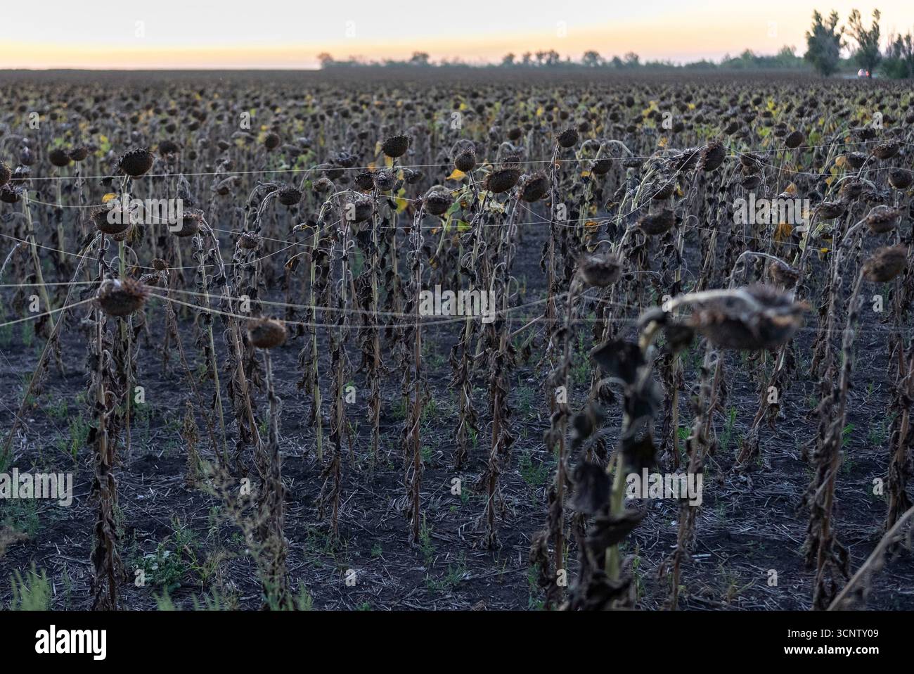 Sunflowers covered with optic fiber are seen near Sloviansk, Donetsk ...