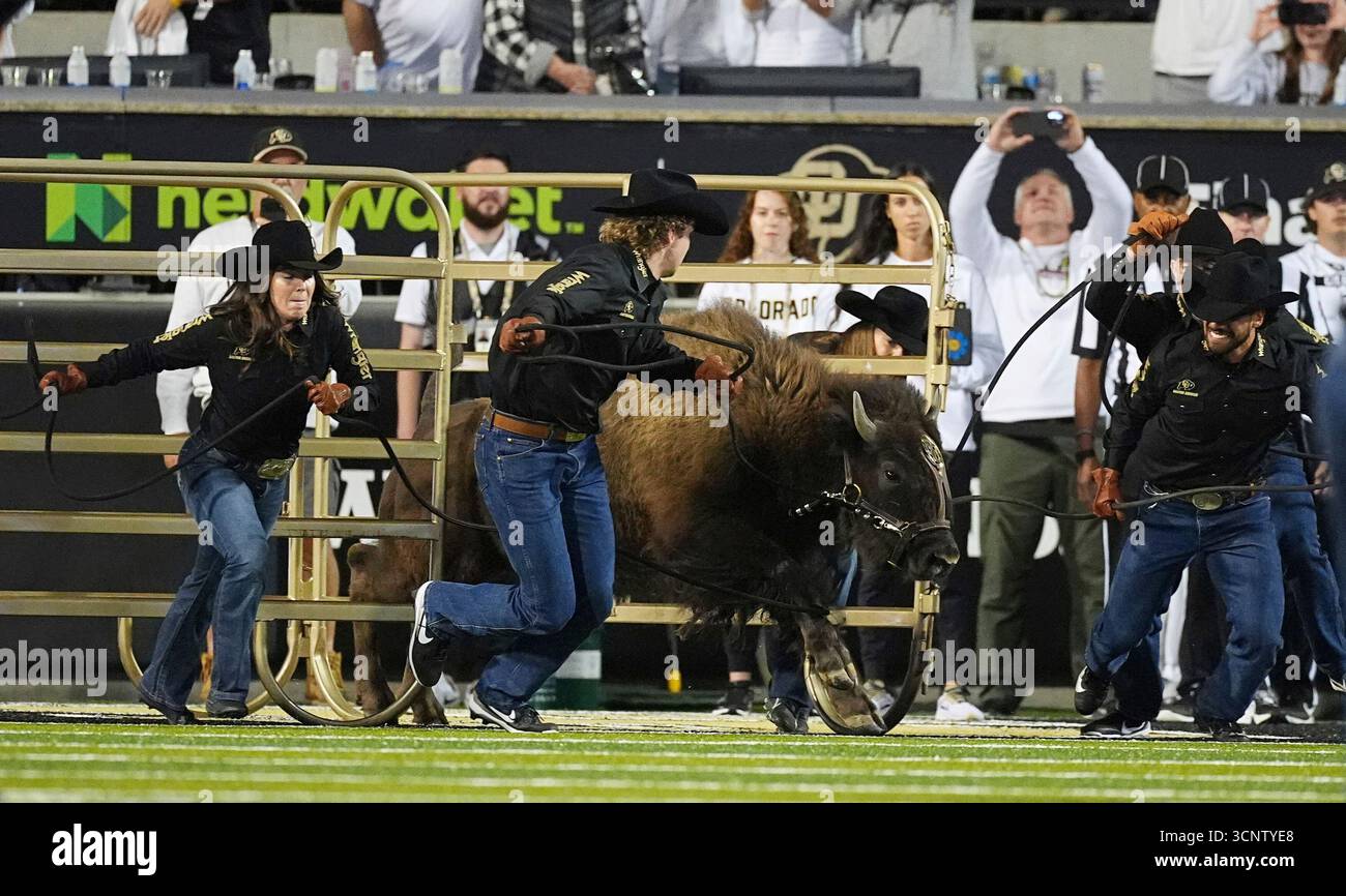 Handlers guide Colorado's new mascot, Ralphie VII, in ceremonial run in ...