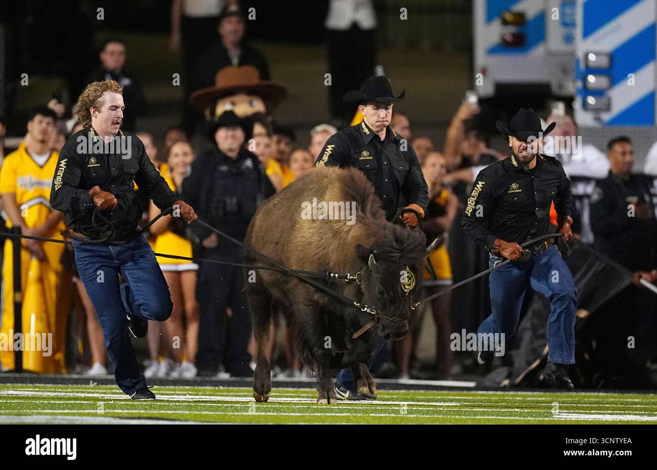 Handlers guide Colorado's new mascot, Ralphie VII, in ceremonial run in ...