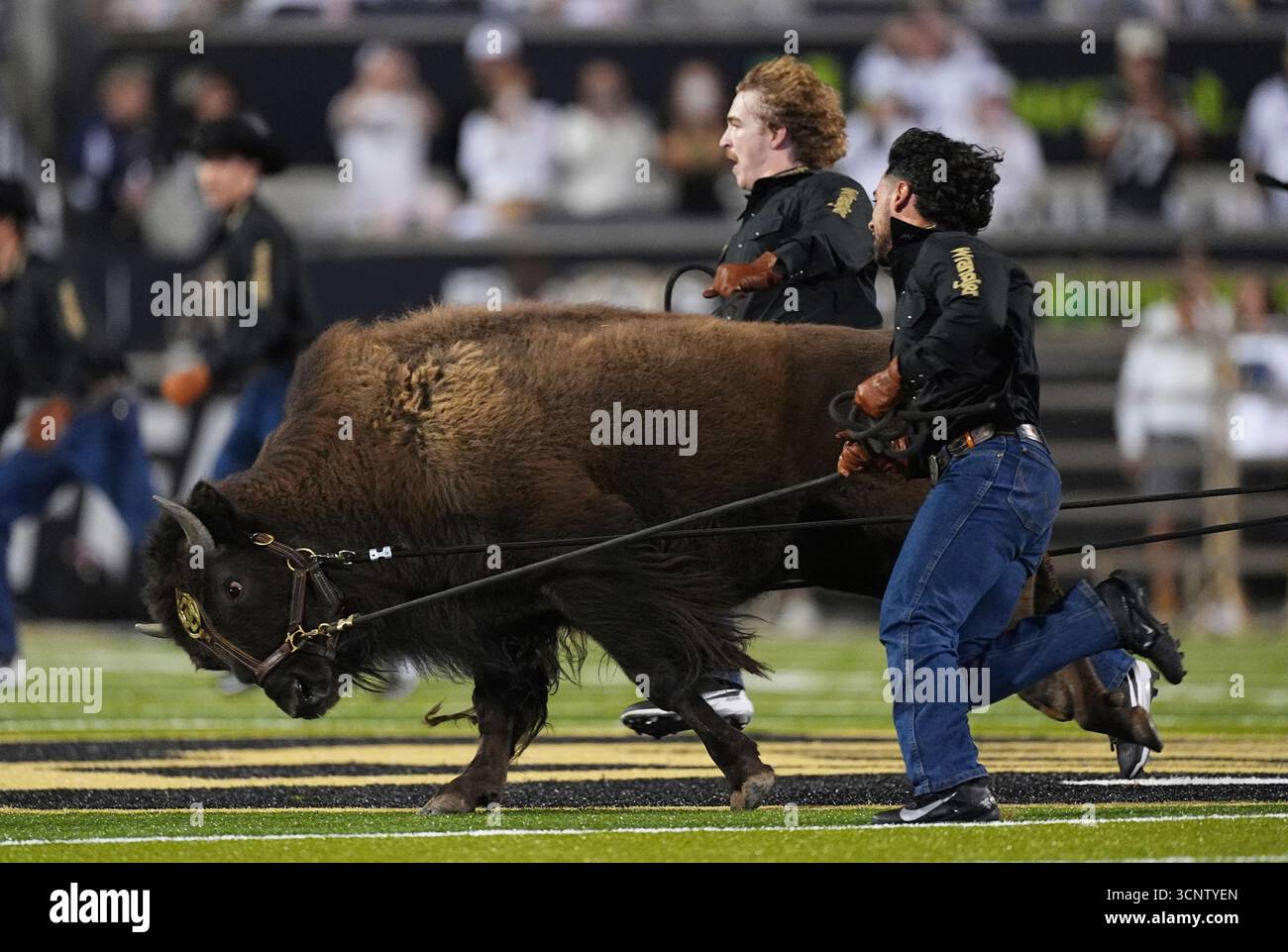 Handlers guide Colorado's new mascot, Ralphie VII, in ceremonial run in ...