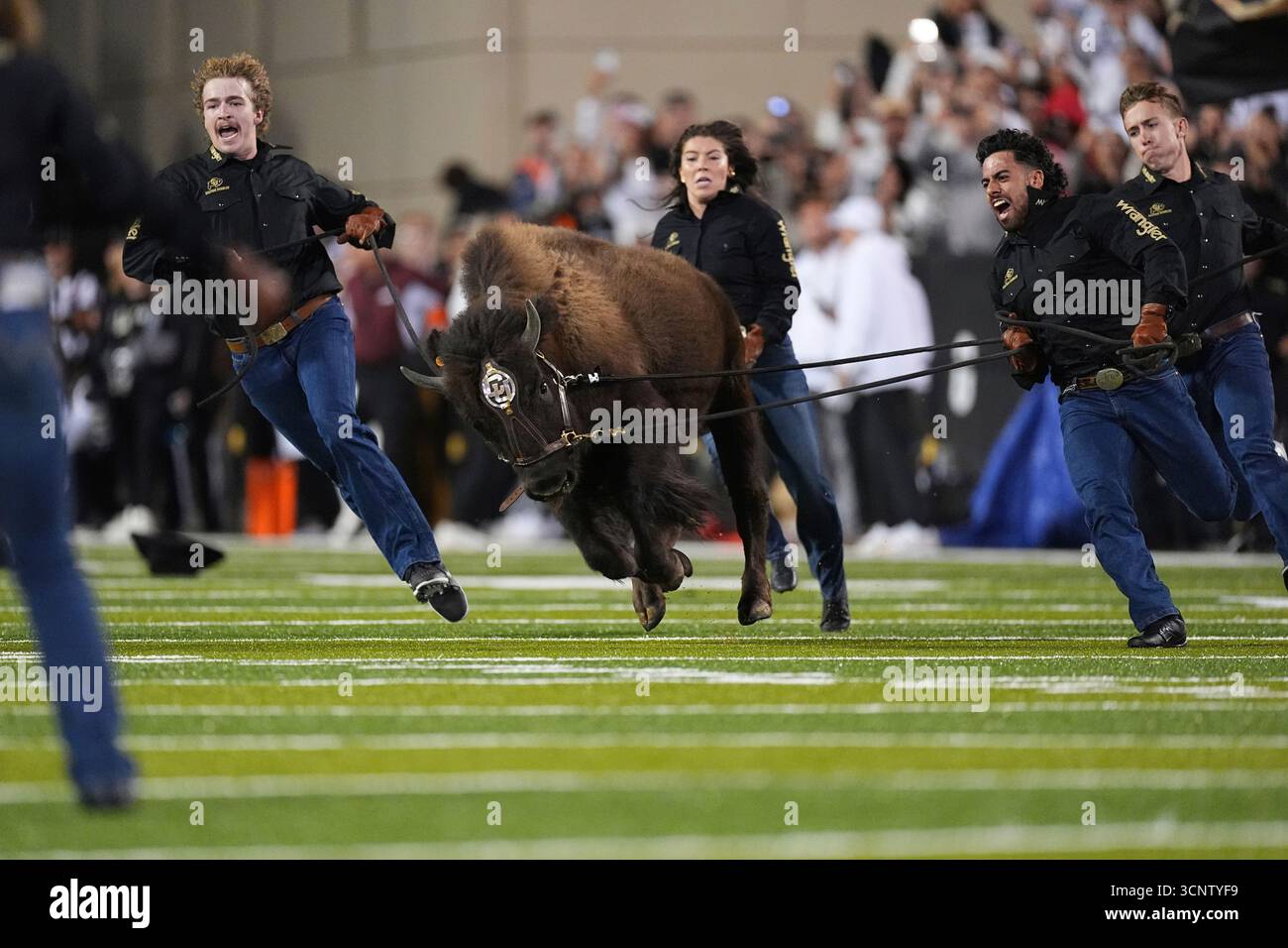 Handlers guide Colorado's new mascot, Ralphie VII, in ceremonial run in ...