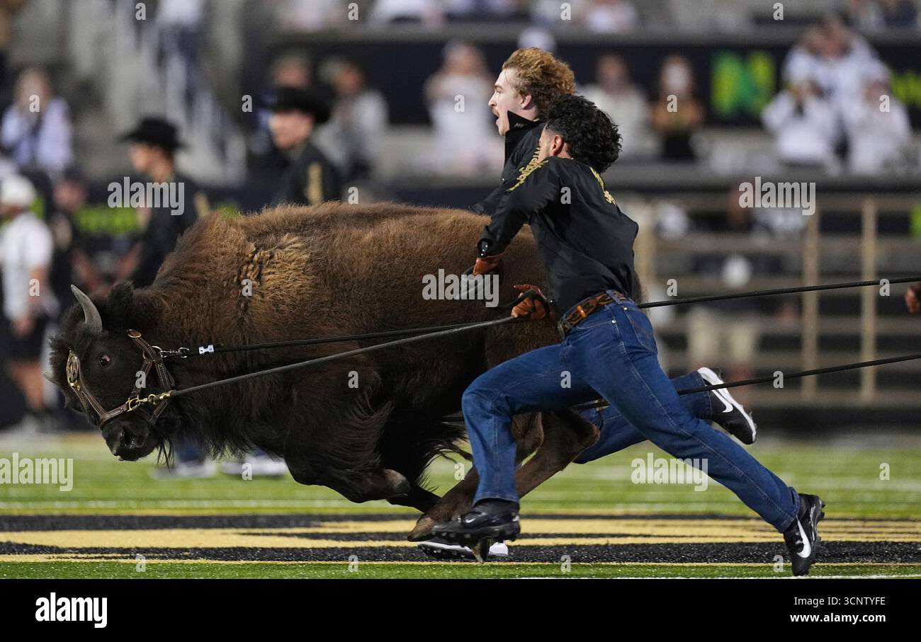 Handlers guide Colorado's new mascot, Ralphie VII, in ceremonial run in ...