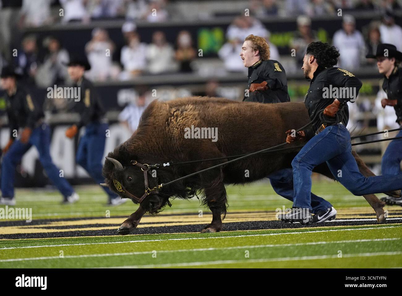 Handlers guide Colorado's new mascot, Ralphie VII, in ceremonial run in ...
