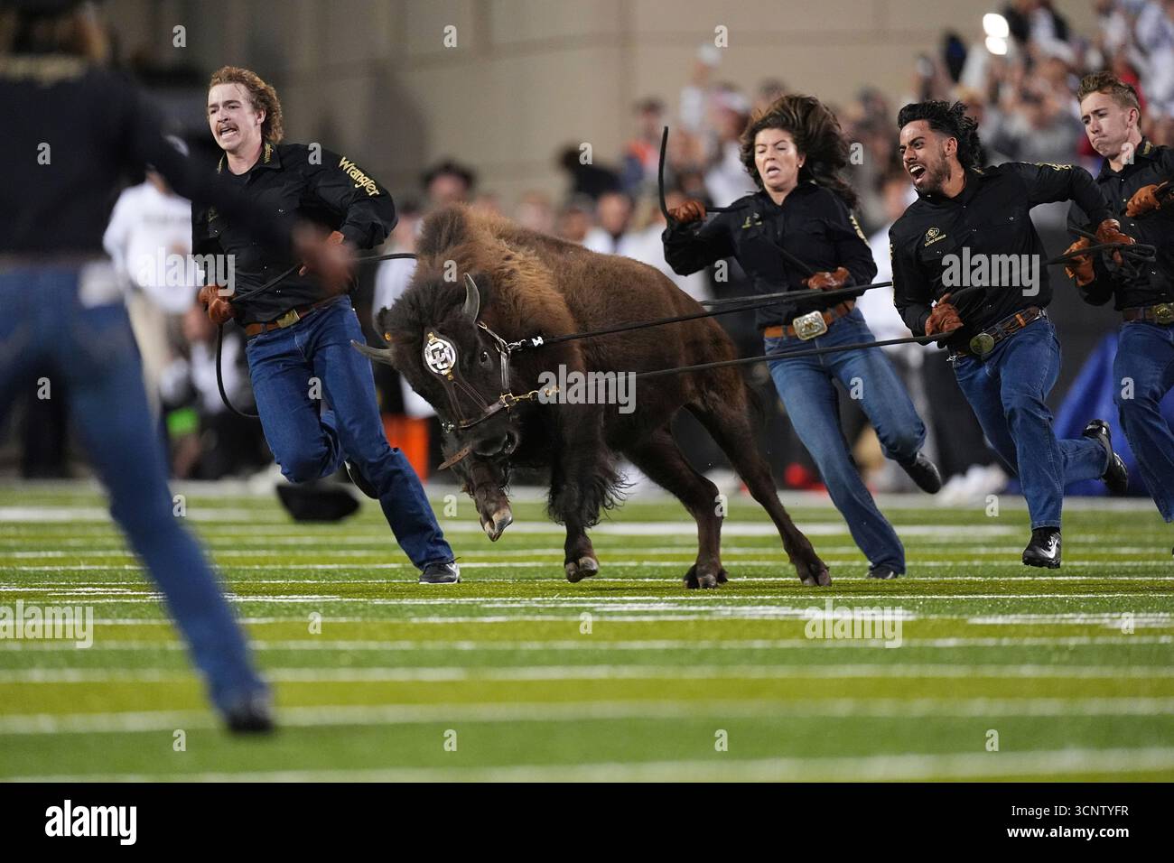 Handlers guide Colorado's new mascot, Ralphie VII, in ceremonial run in ...