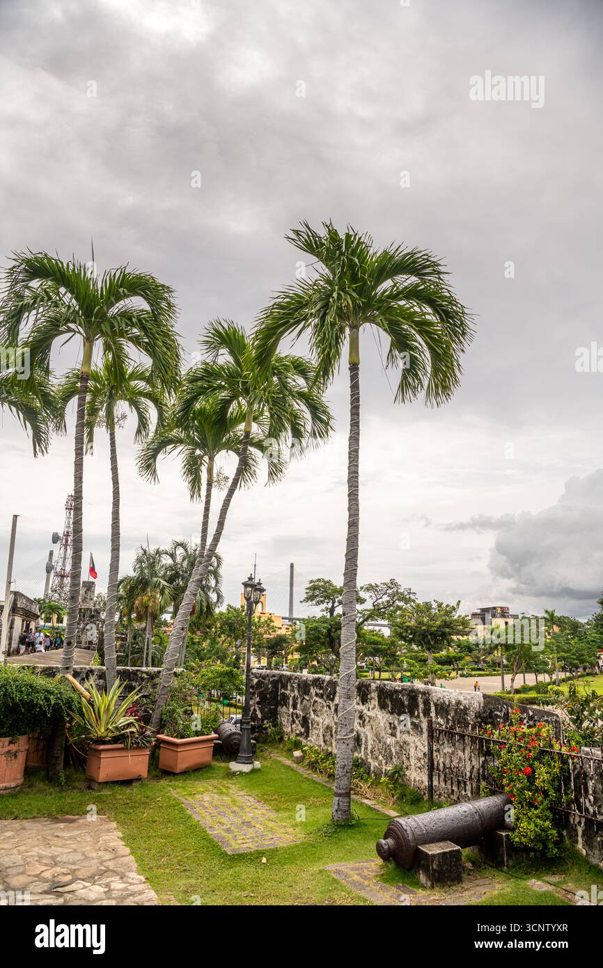Cebu City, Philippines - JANUARY 10, 2024: View Of the palm trees at ...