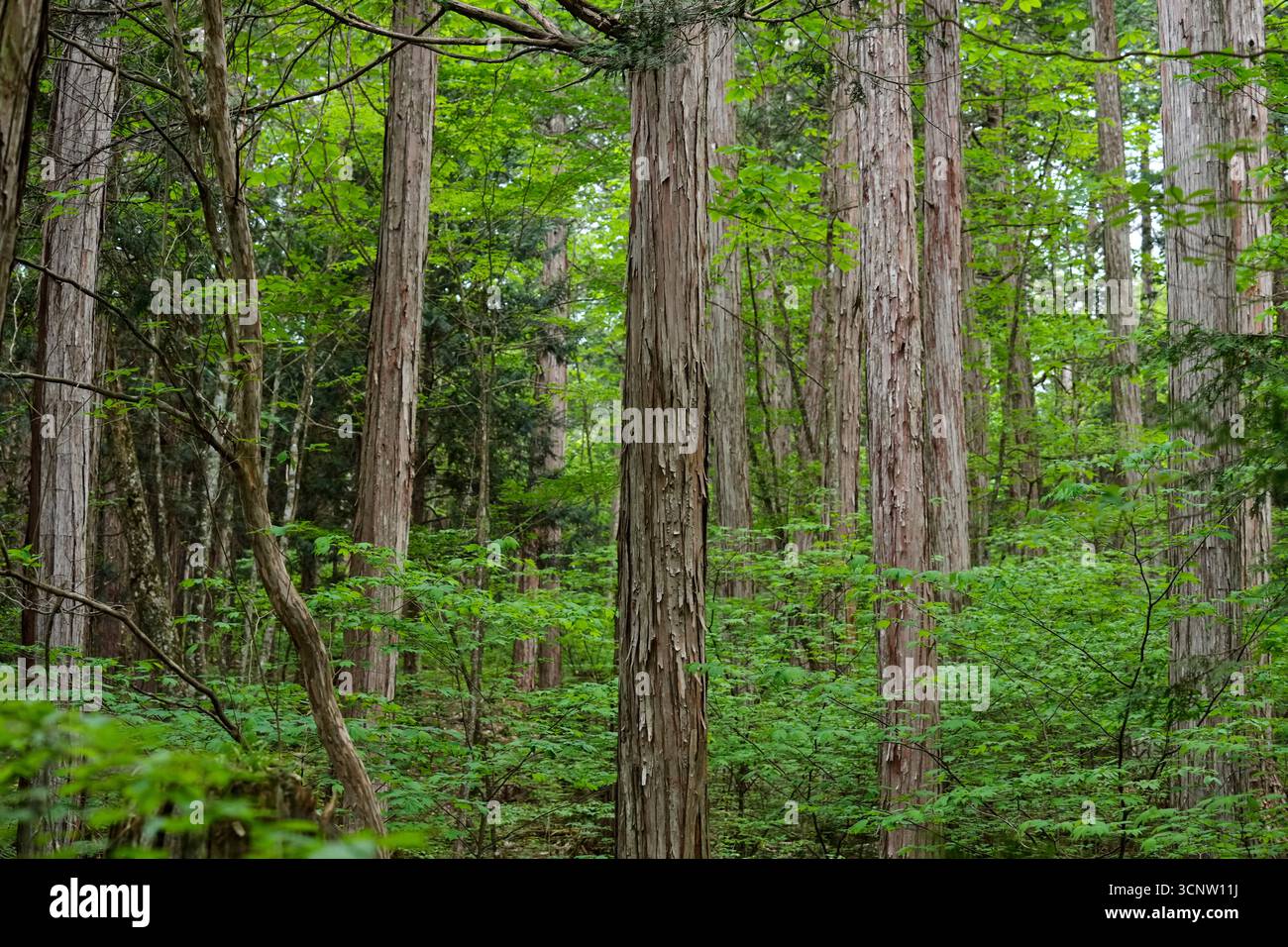 Cypress trees stand at the Akasawa national forest, where cypress trees ...