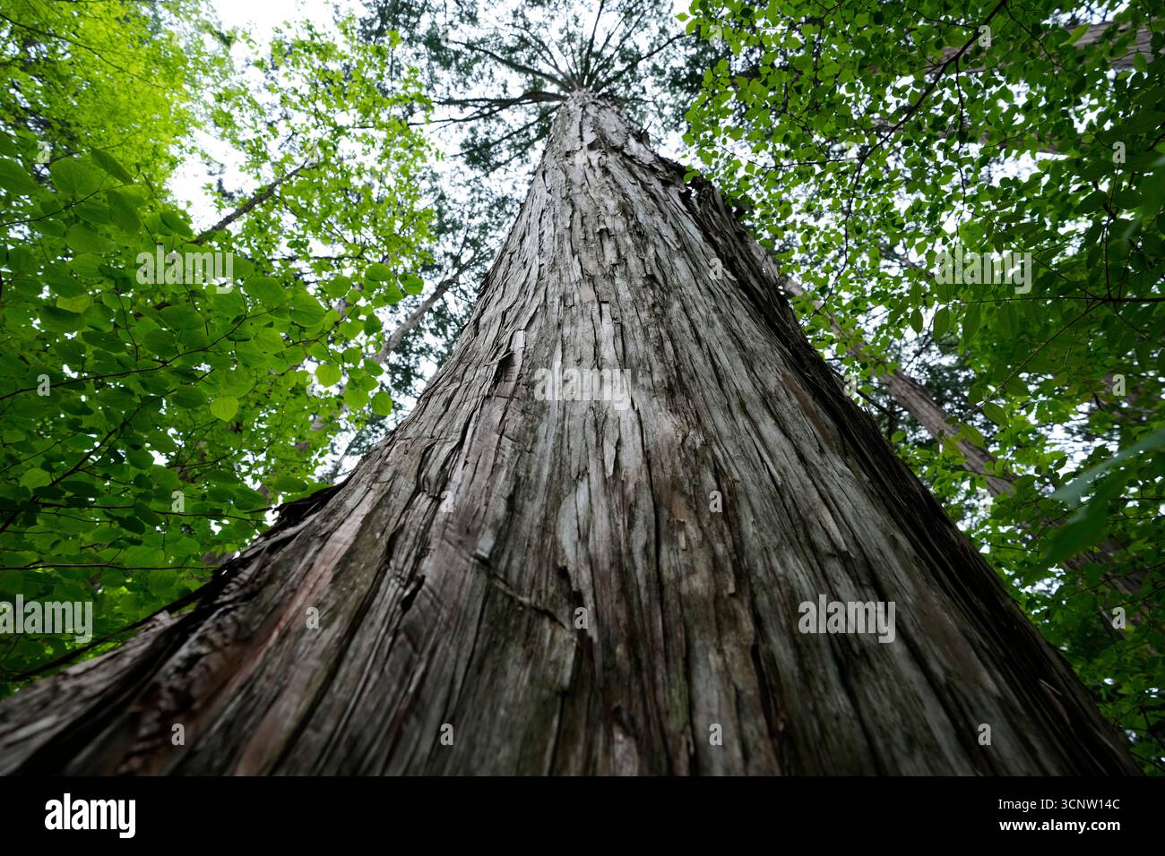 Cypress trees stand tall at the Akasawa national forest in Agematsu ...