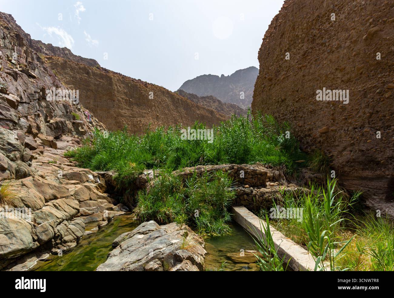 Green Oasis Stream Flows Through UAE Wadi Stock Photo - Alamy