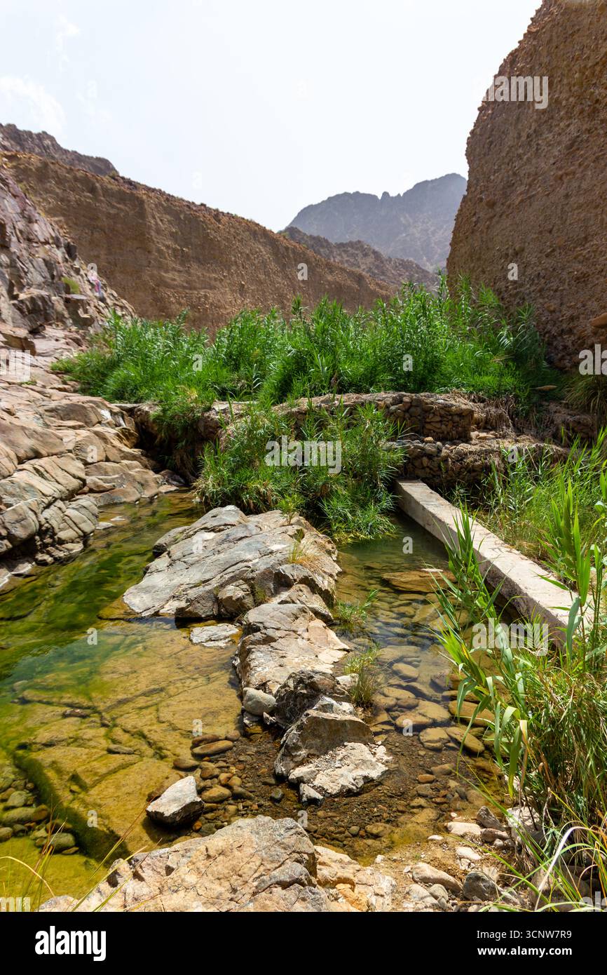 Green Oasis Stream Flows Through UAE Wadi Stock Photo - Alamy