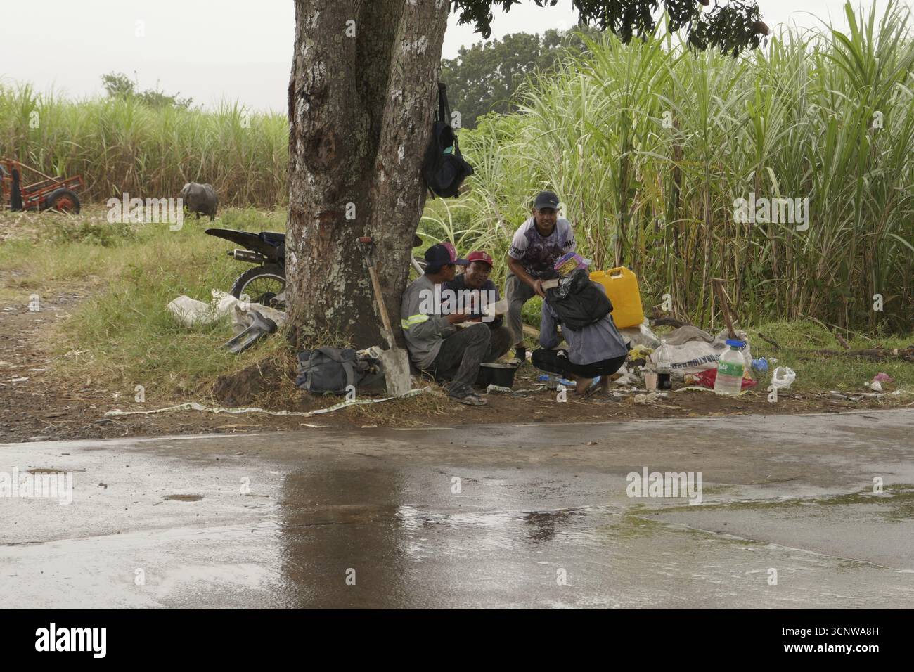 Sugar cane, sugar, sugar cane cultivation, field, agriculture, food ...