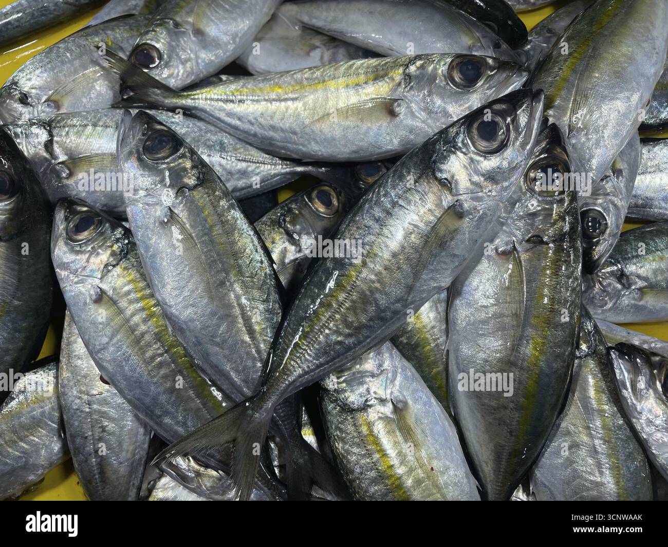 Market, market stall, fish, fresh sardines, San Carlos, Negros ...