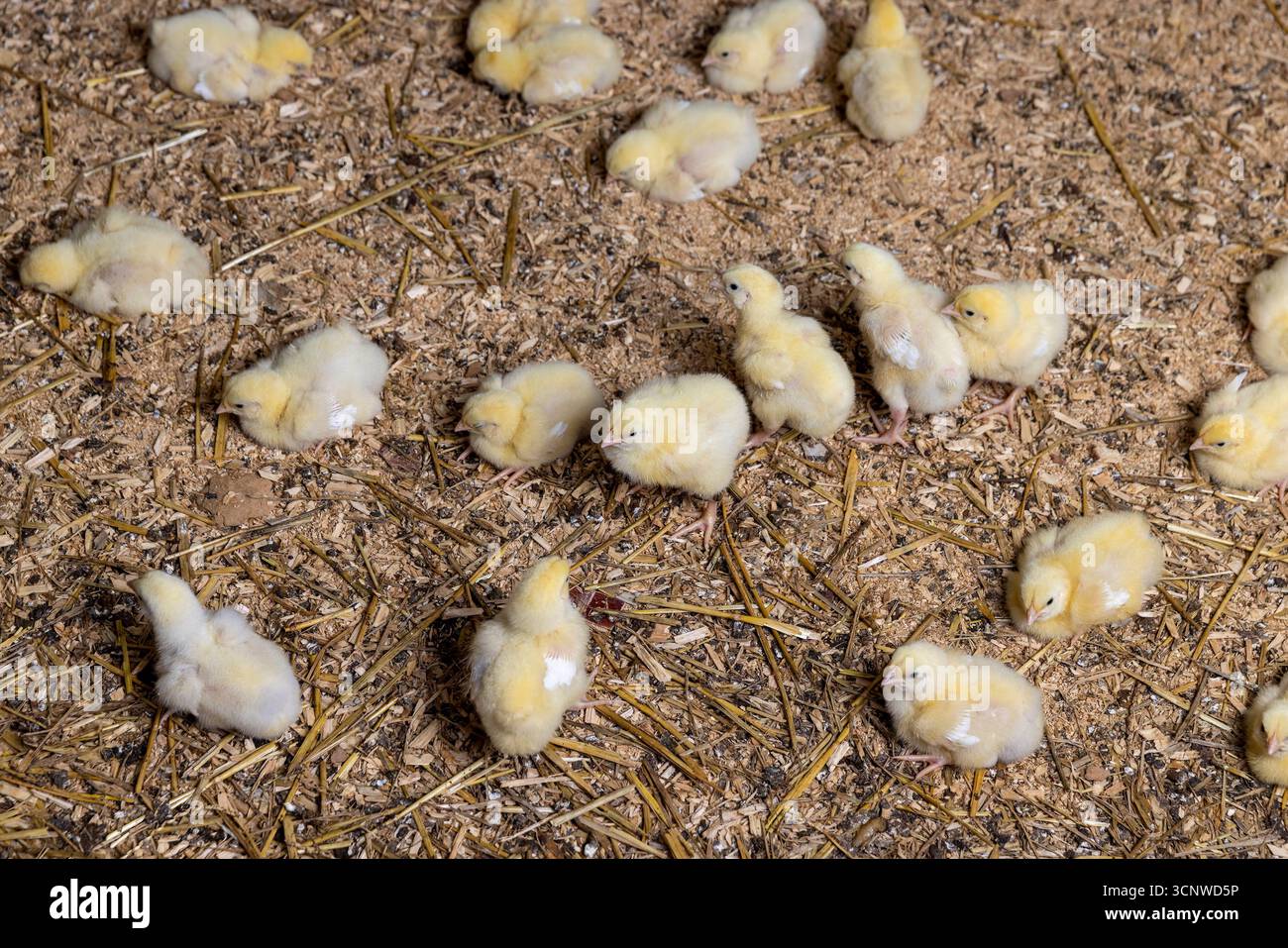 small chickens in yellow fluff at a poultry farm for growing meat ...