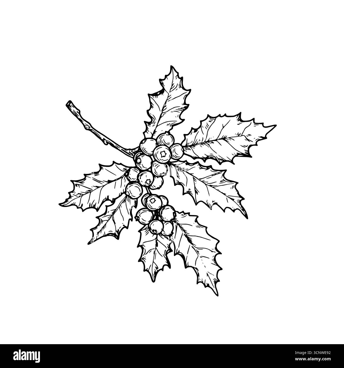 Sprig of holly with berries, sketch. Vector illustration. Branch of a ...