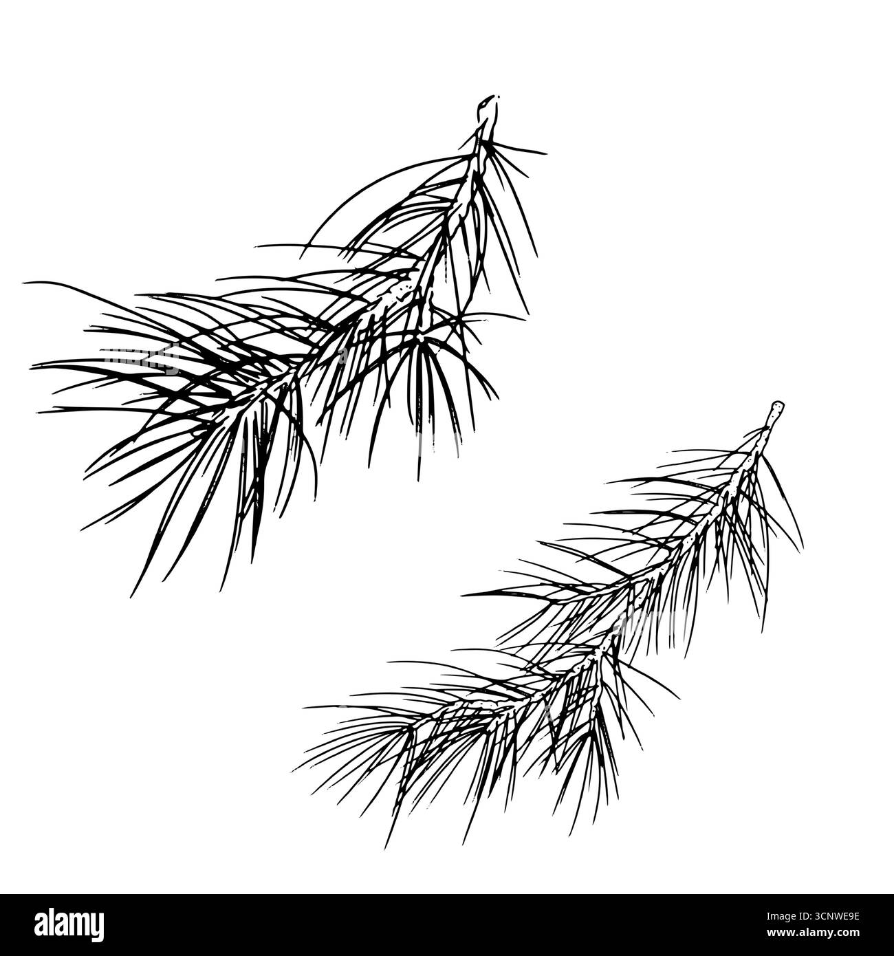 Pine fluffy branch fir Stock Vector Images - Alamy