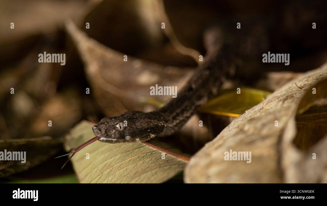 A close-up of a Hog-nosed Viper resting on a forest floor leaf in ...
