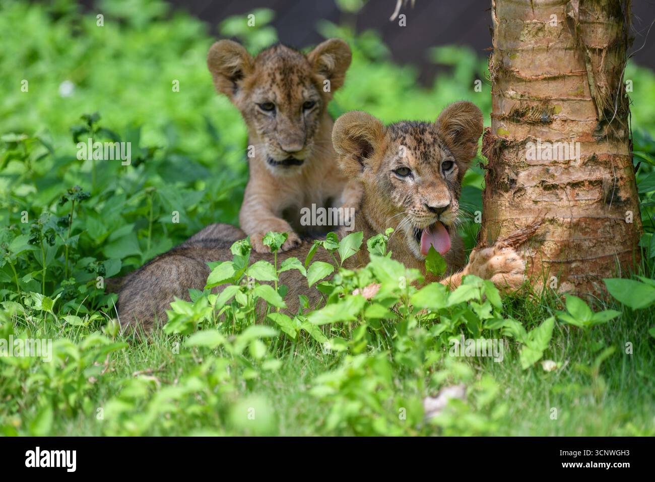 **CHINESE MAINLAND, HONG KONG, MACAU AND TAIWAN OUT** Two-month-old ...