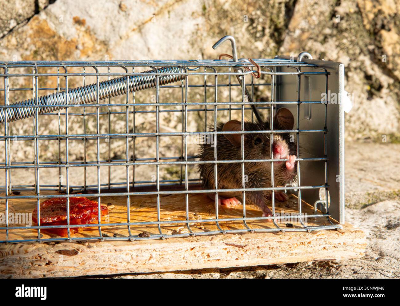 Live mouse trap hi-res stock photography and images - Alamy