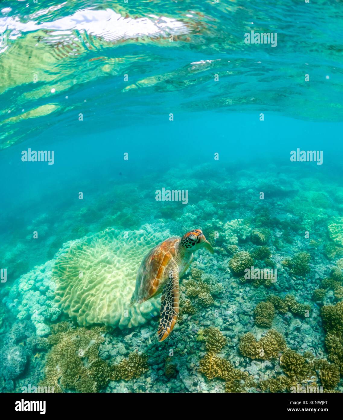 Majestic sea turtle glides hi-res stock photography and images - Alamy