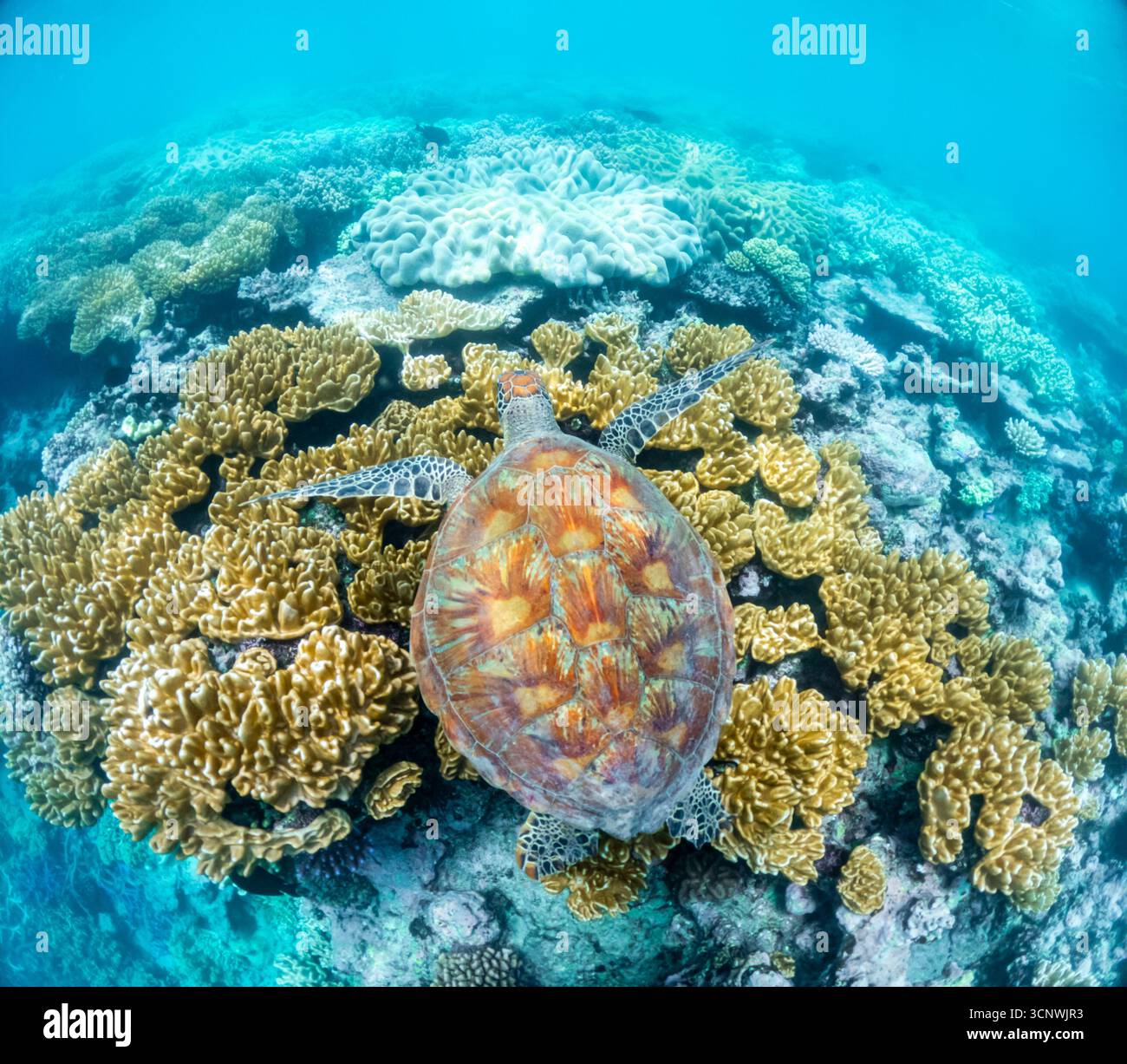 Majestic sea turtle glides gracefully hi-res stock photography and ...