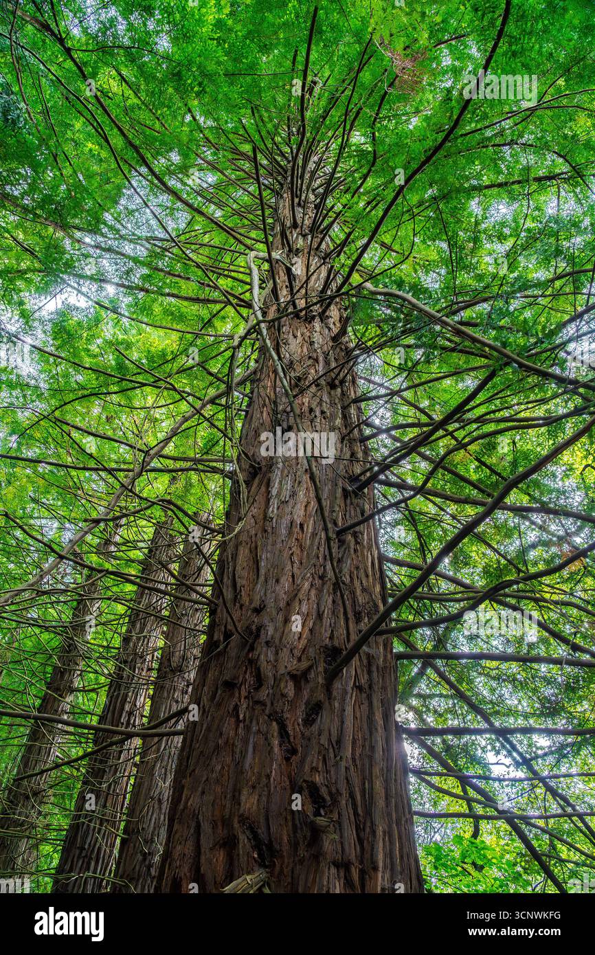A majestic perspective of towering redwoods reaching skyward amidst ...