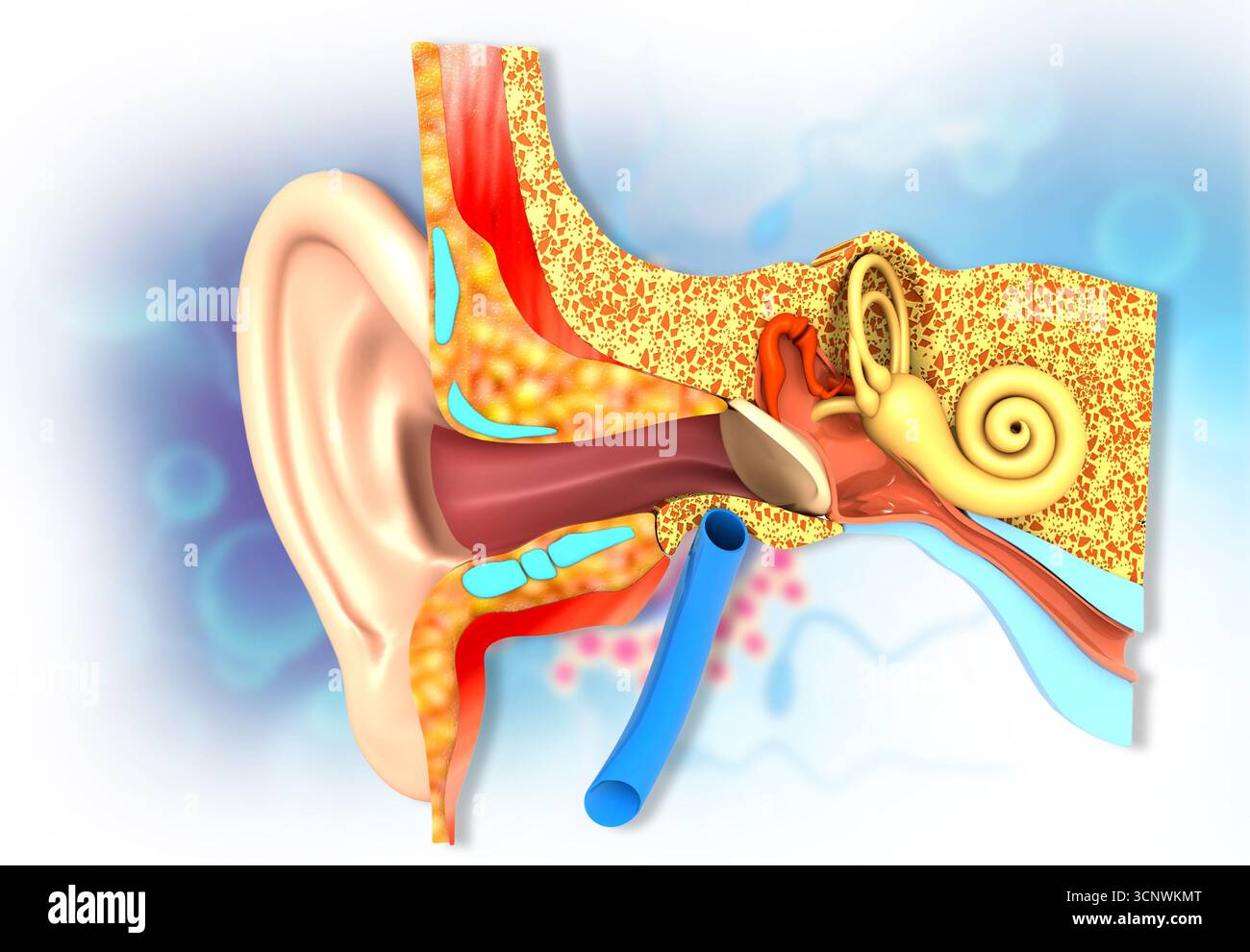 Human ear cross section anatomy. 3d illustration Stock Photo - Alamy