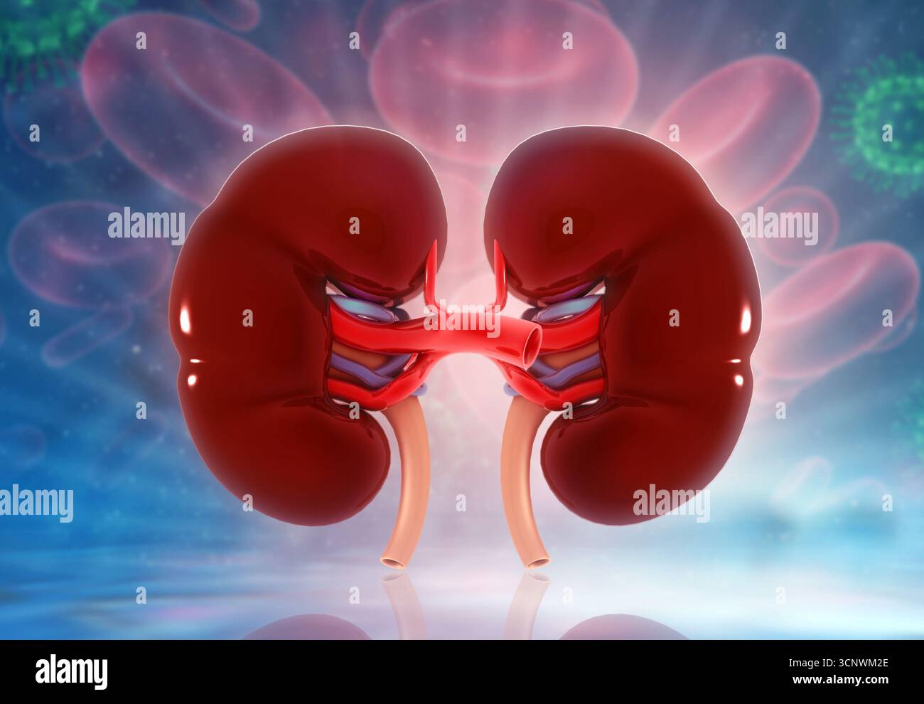 Human kidney anatomy. 3d illustration Stock Photo - Alamy