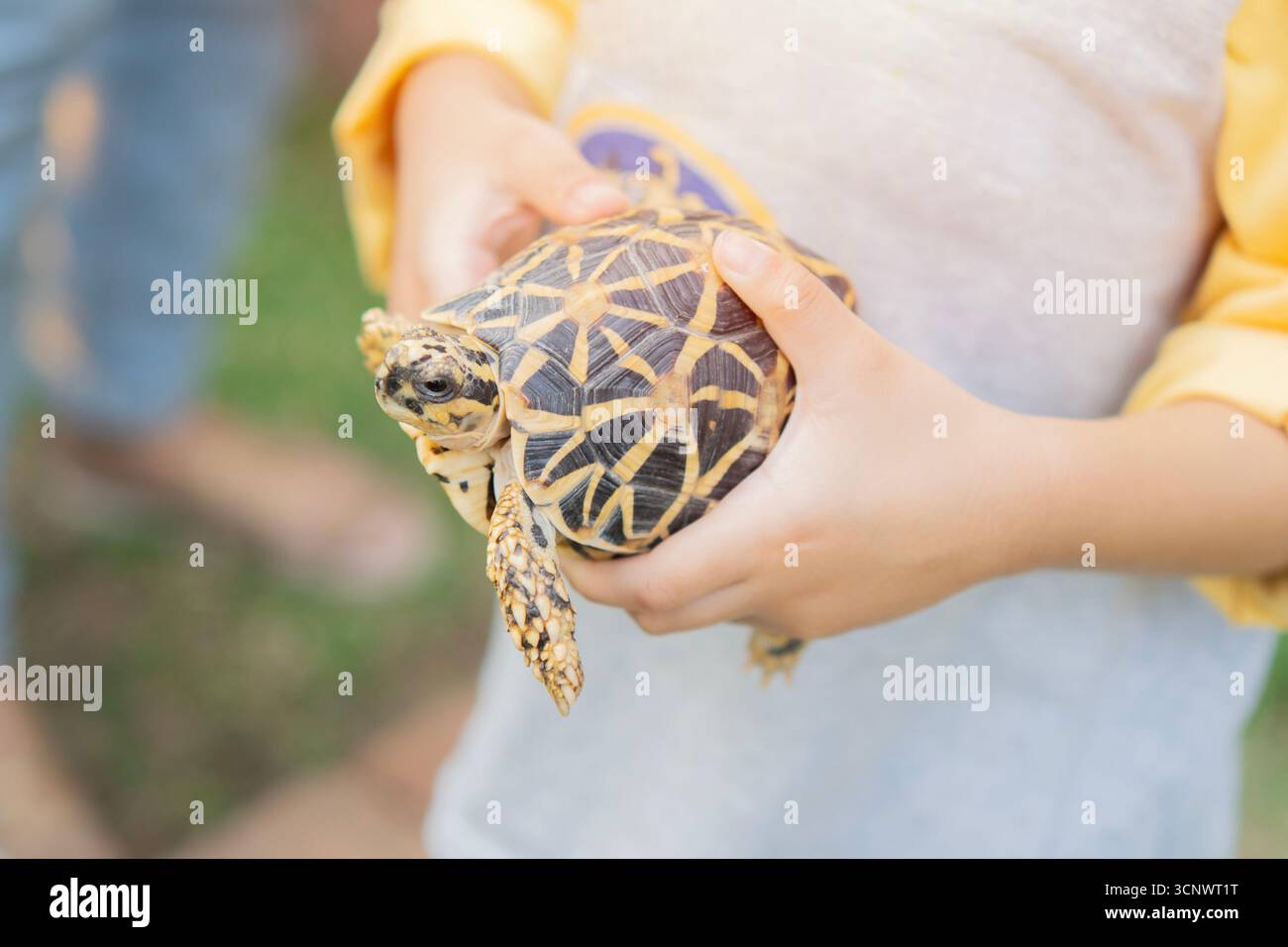 Baby sulcata tortoise or African spurred Turtle (Geochelone sulcata ...