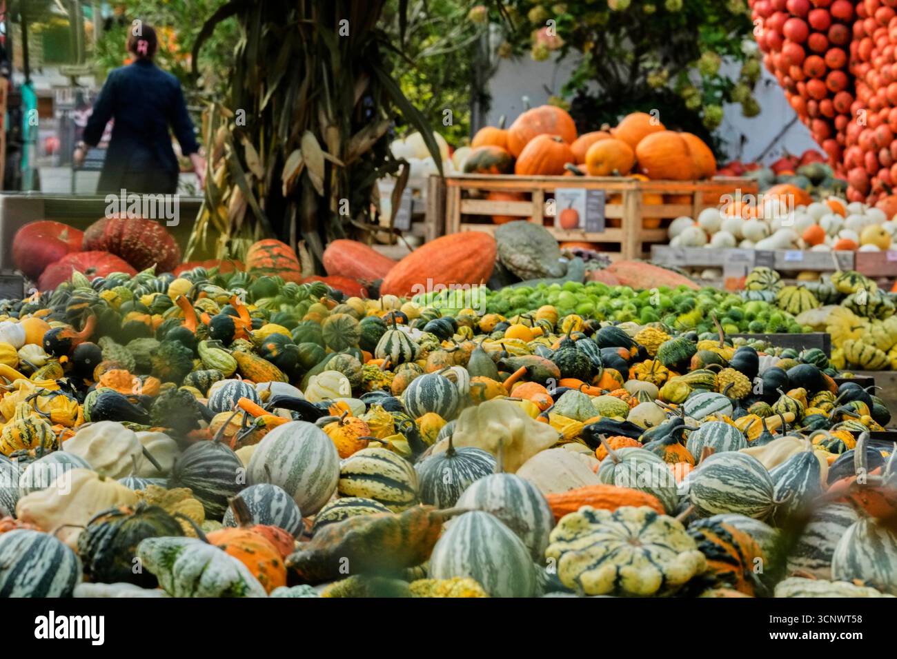 All kinds of pumpkins are displayed at a farm in Buettelborn near ...
