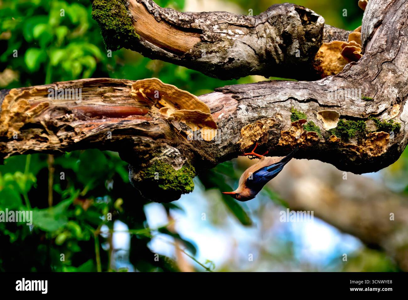 Velvet-fronted Nuthatch (Sitta frontalis) under a branch, Borneo ...