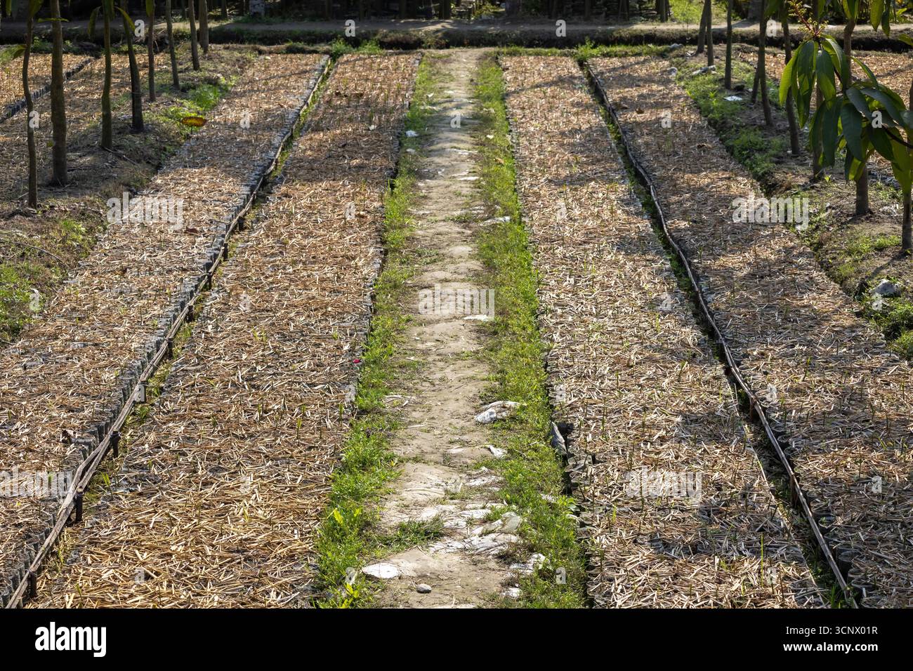 Garden beds are covered with dry rice leaves or straws. Mulching the ...