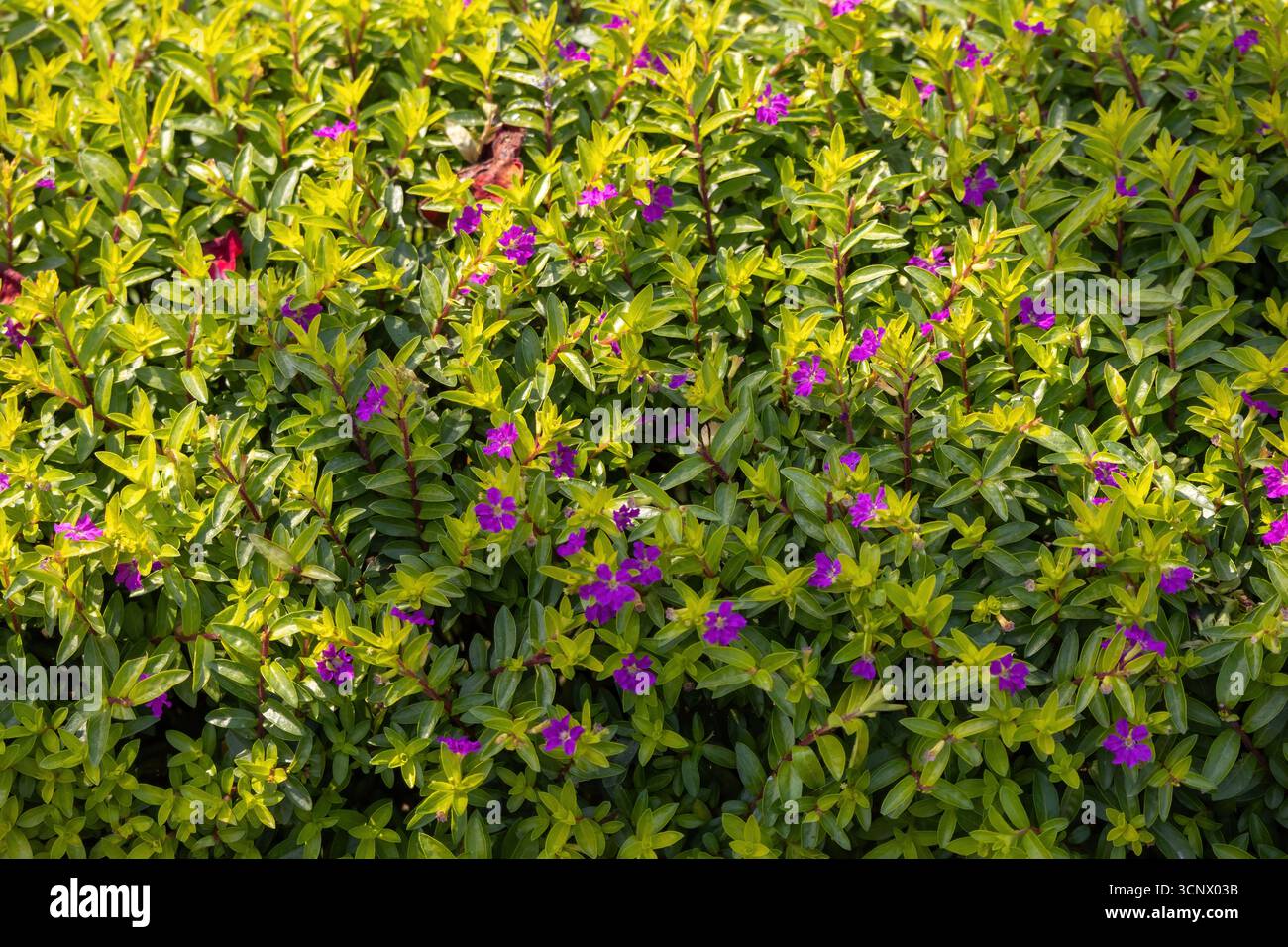 Rani kufia hi-res stock photography and images - Alamy