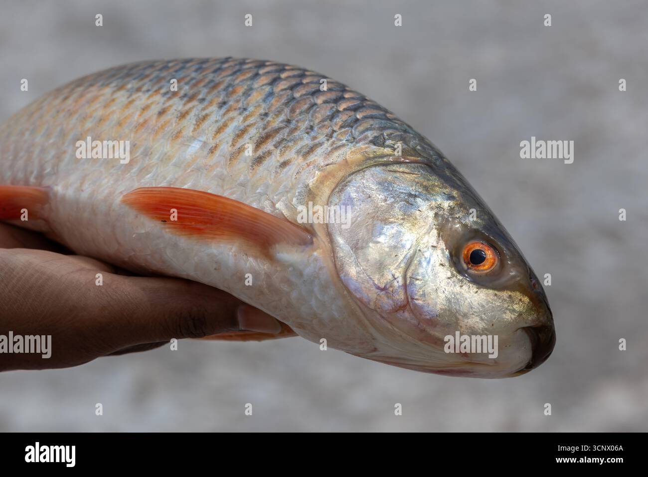 Fresh raw rui fish hi-res stock photography and images - Alamy