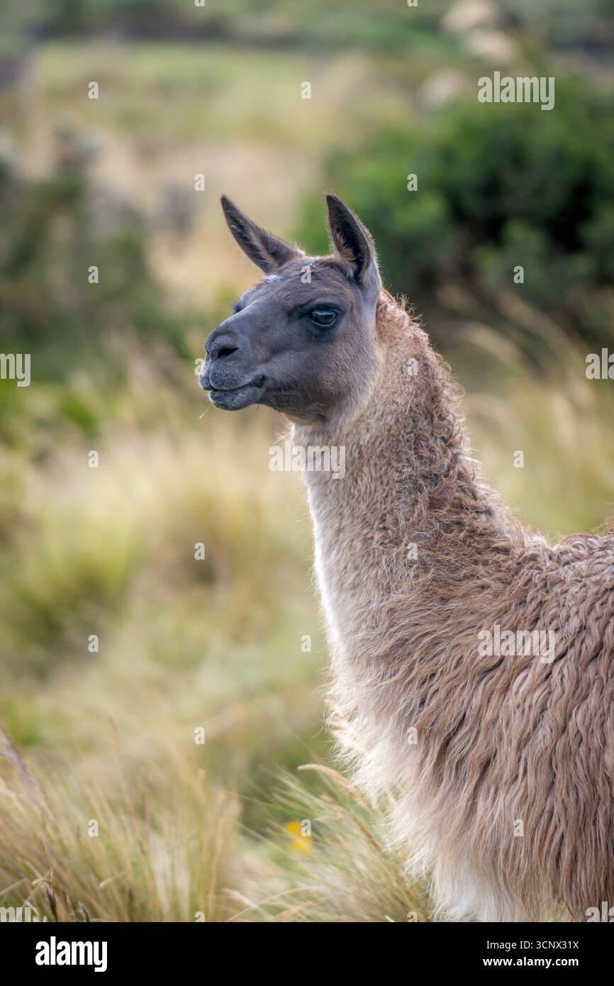 A llama stands proudly amidst the lush, green landscape of Cayambe ...