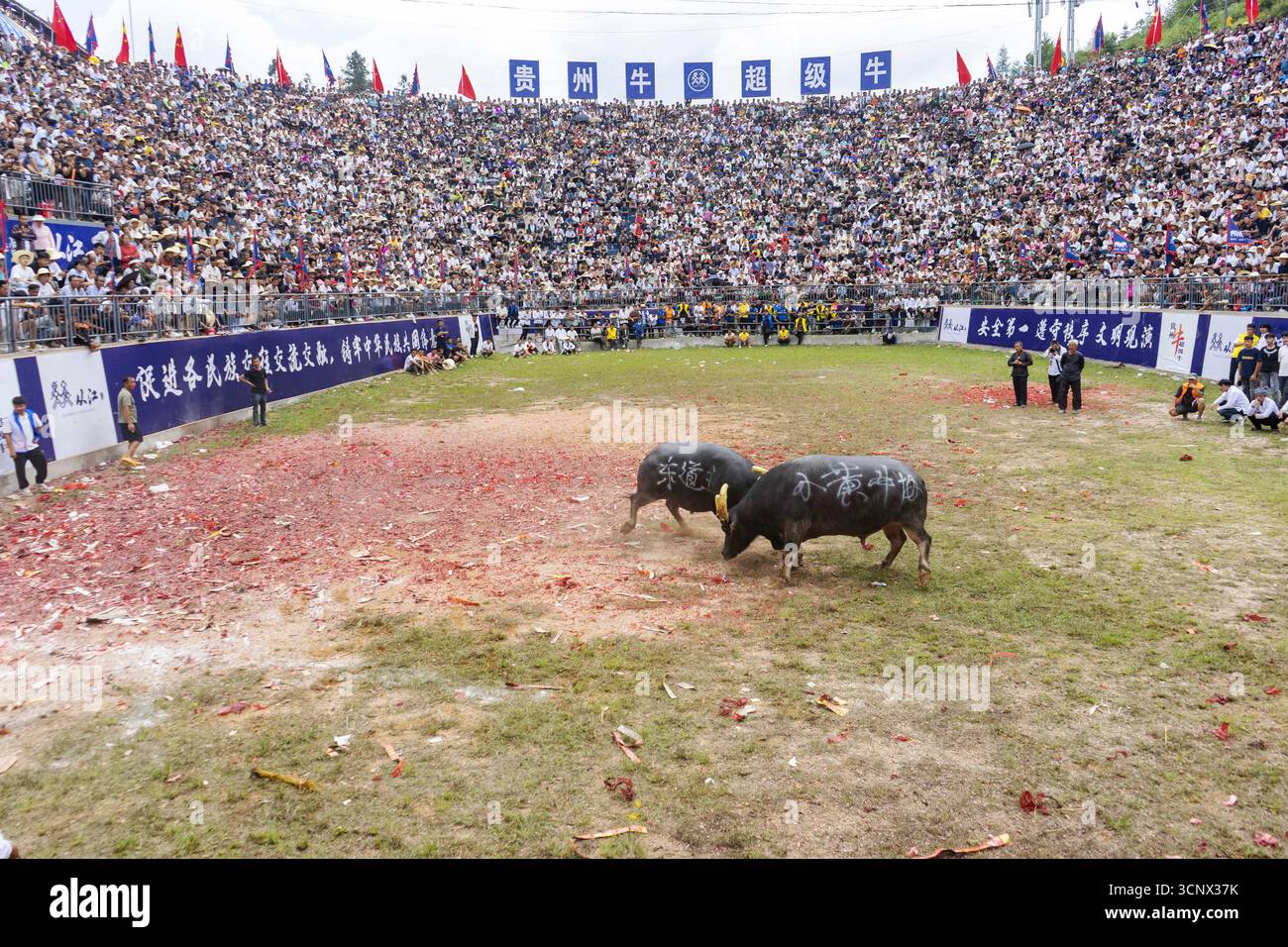 A traditional bullfighting event is held in Bingmei Town in Congjiang ...