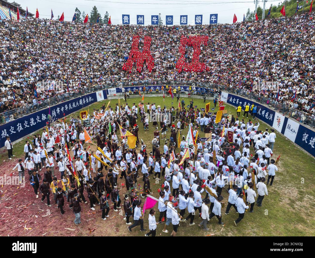 A traditional bullfighting event is held in Bingmei Town in Congjiang ...