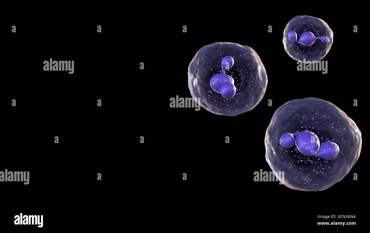 Netosis hi-res stock photography and images - Alamy