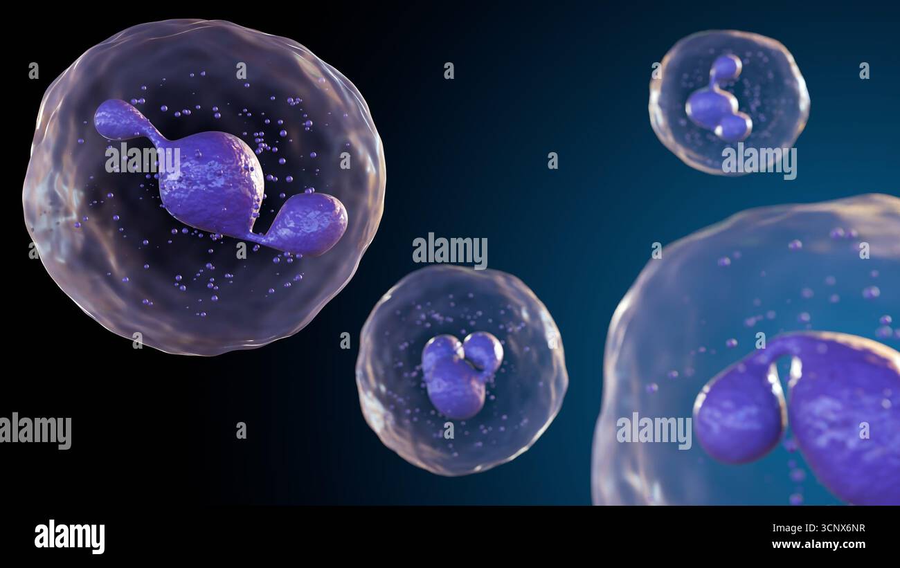 Netosis hi-res stock photography and images - Alamy